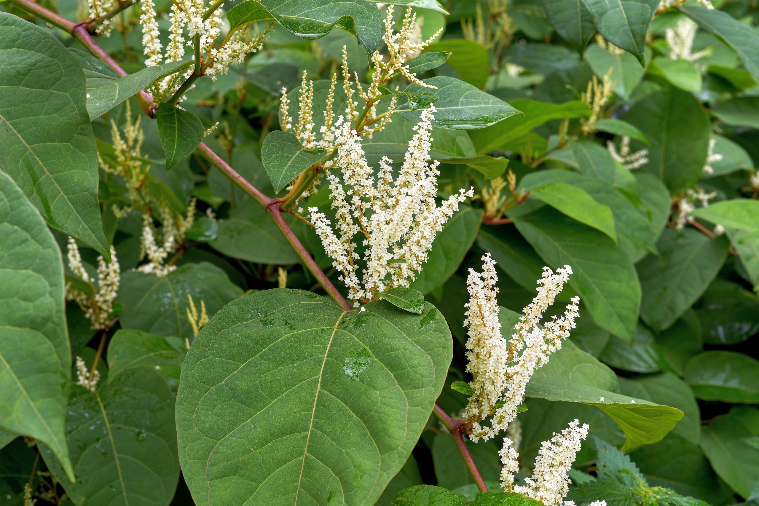 Blossoms of the Japanese knotweed, Asian knotweed (Reynoutria ja | Lisa ...